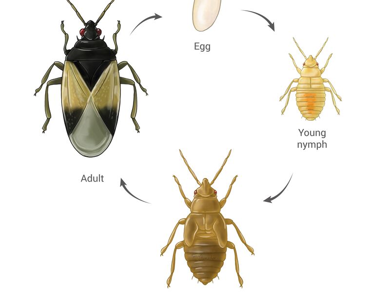 Roofwants Orius Laevigatus is een must in elke tripsgevoelige teelt ...