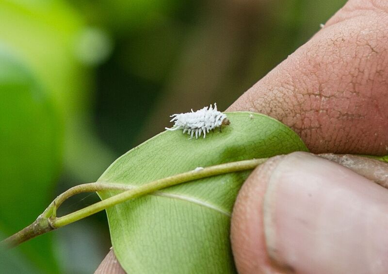 Nieuwe Cryptobug-L van Koppert vervangt chemische aanpak wolluis | Koppert België