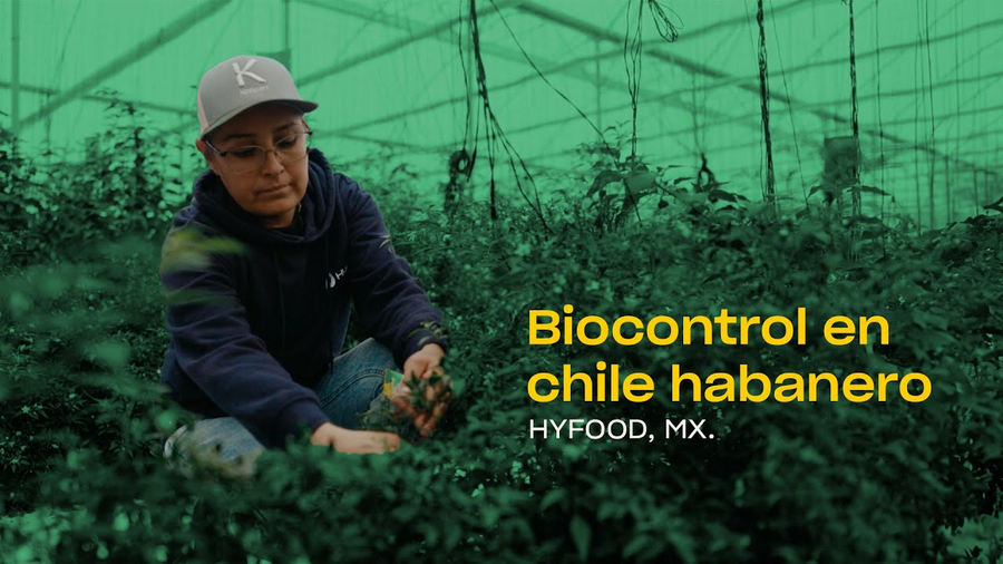 HyFood tilt habanero naar een hoger niveau met biologische bestrijding ...