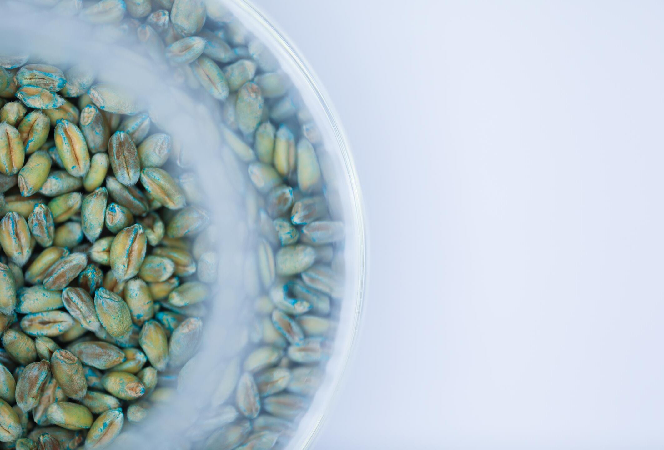 Pseudomonas Chlororaphis Bestrijding Van Door Het Zaad Overgebrachte Schimmelziekten