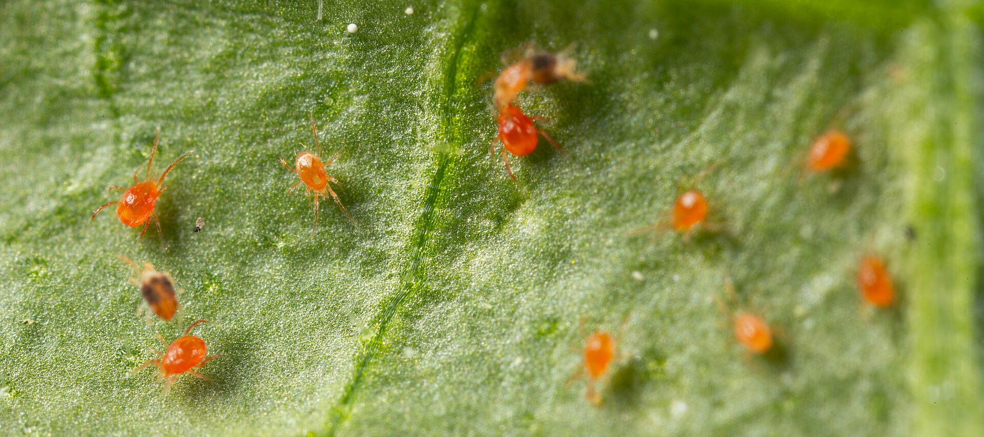 Spidex Vital Plus: effectieve spintbestrijding in een zakje | Koppert ...