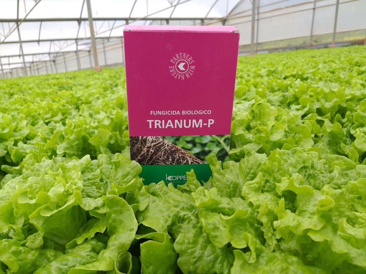 Succesvolle bestrijding van Fusarium in vollegrondssla met Trianum ...