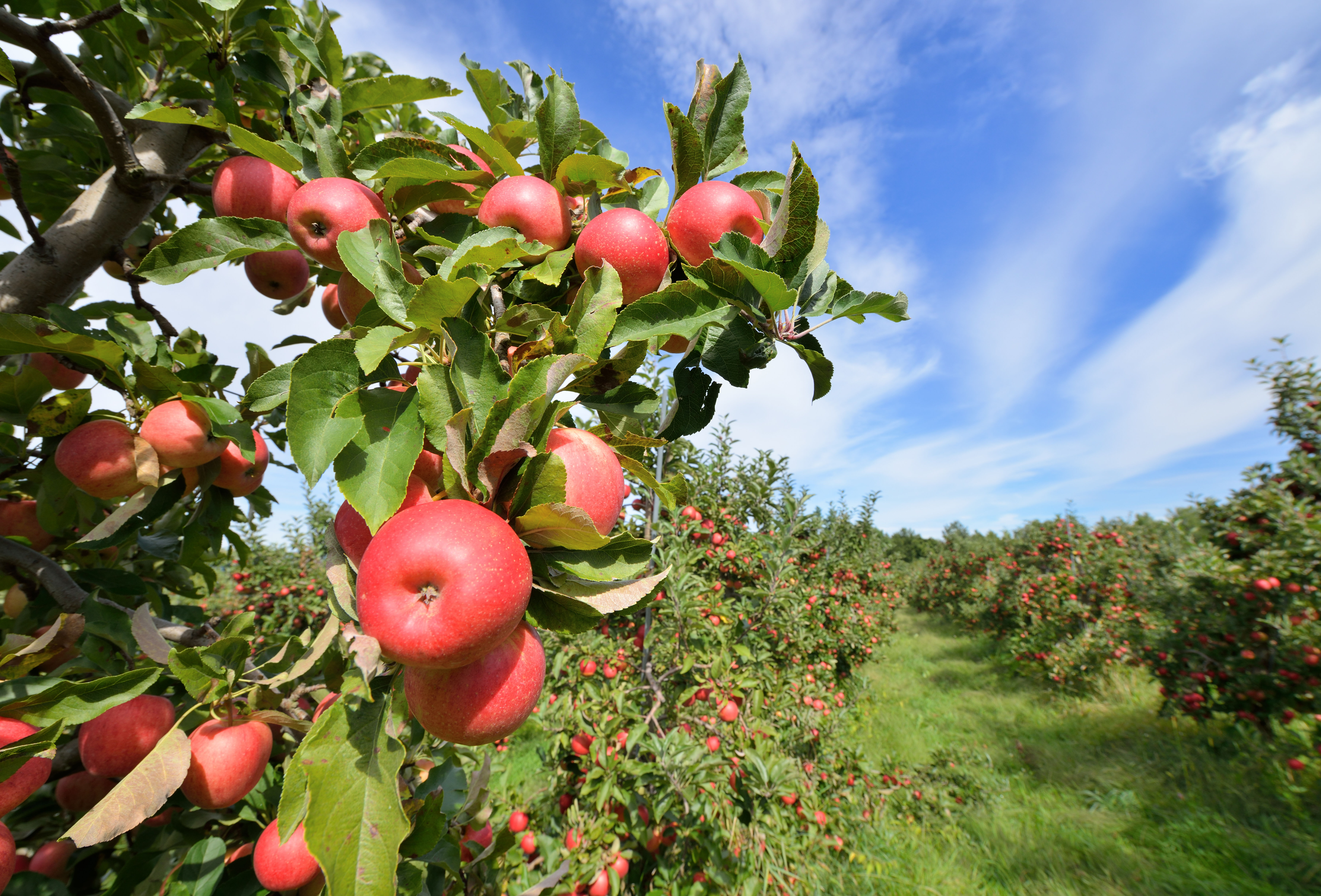 Appel | Koppert België