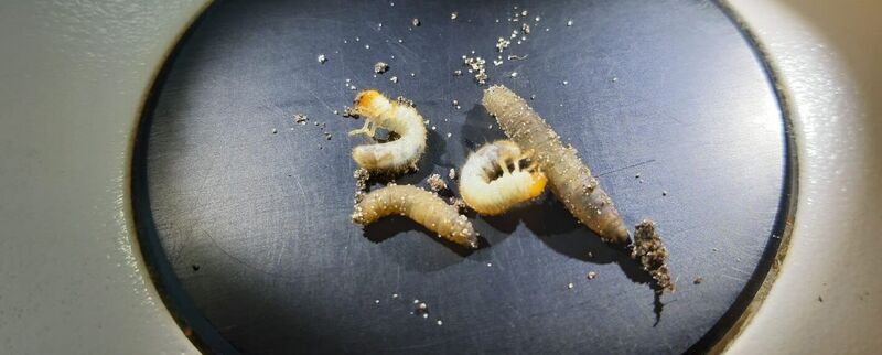 Kennis en kunde nodig voor het effectief bestrijden van engerlingen en ...