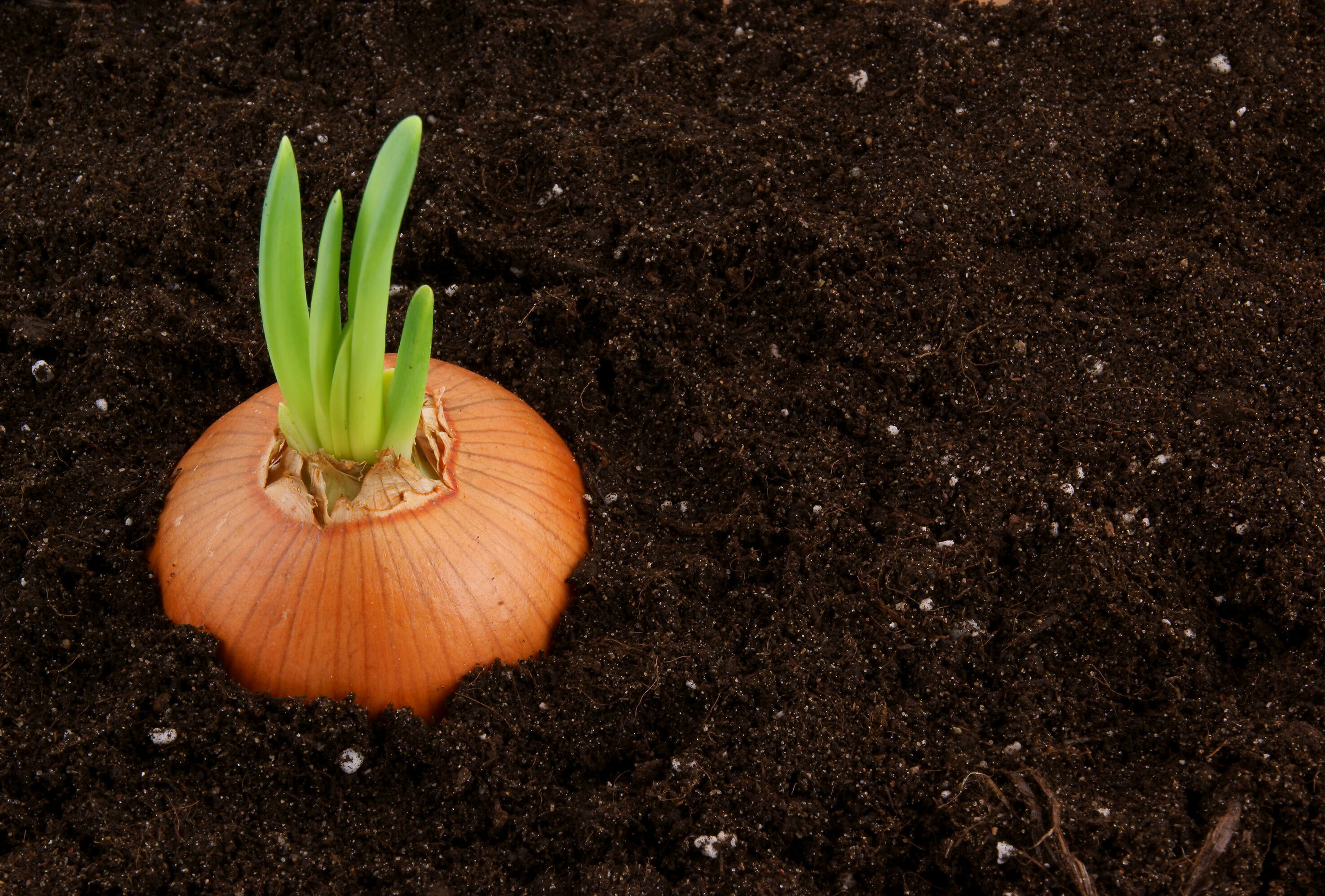 Uien | Koppert België