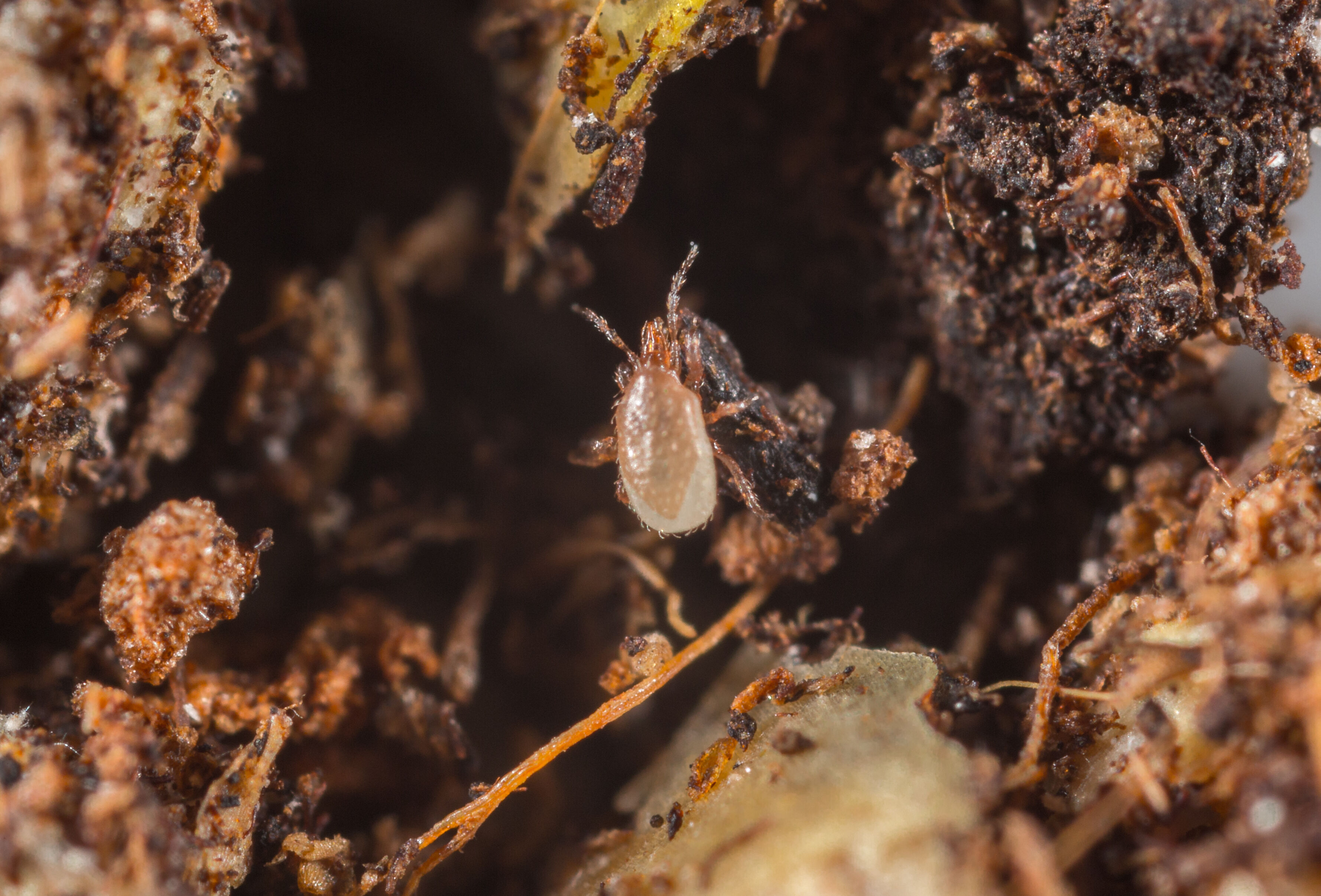 Stratiolaelaps scimitus (Hypoaspis miles) - Roofmijt voor Plaagbestrijding