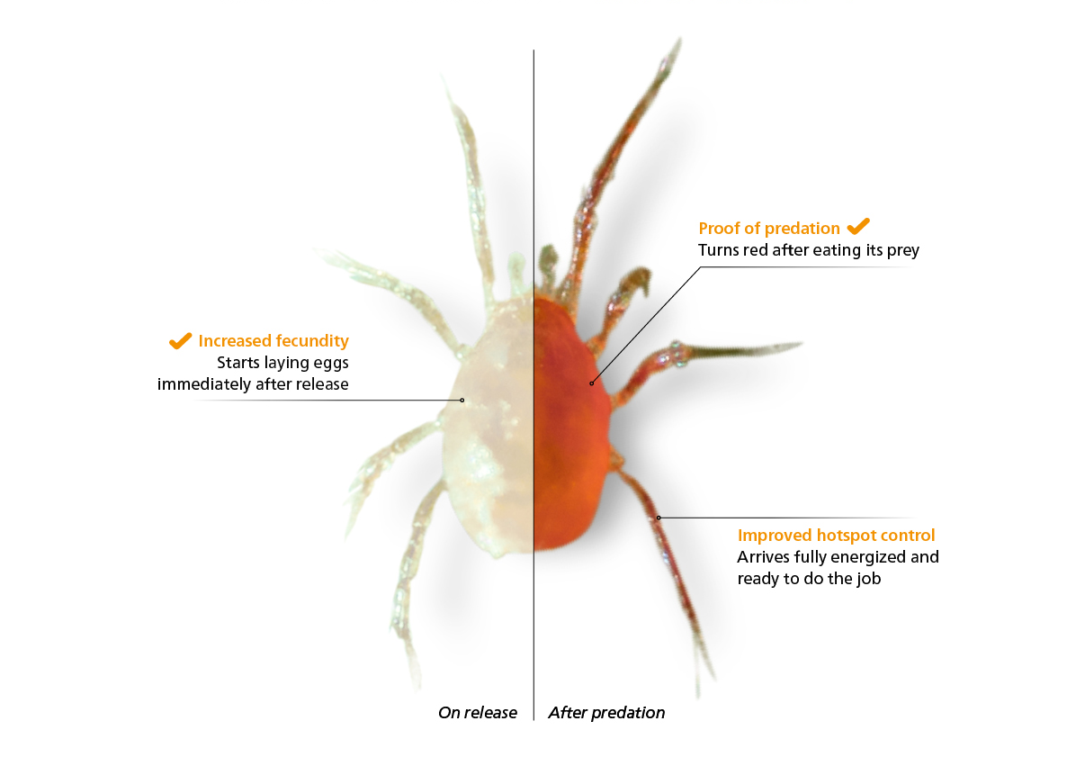 Spidex Vital: uw vitale partner in spintbestrijding | Koppert België
